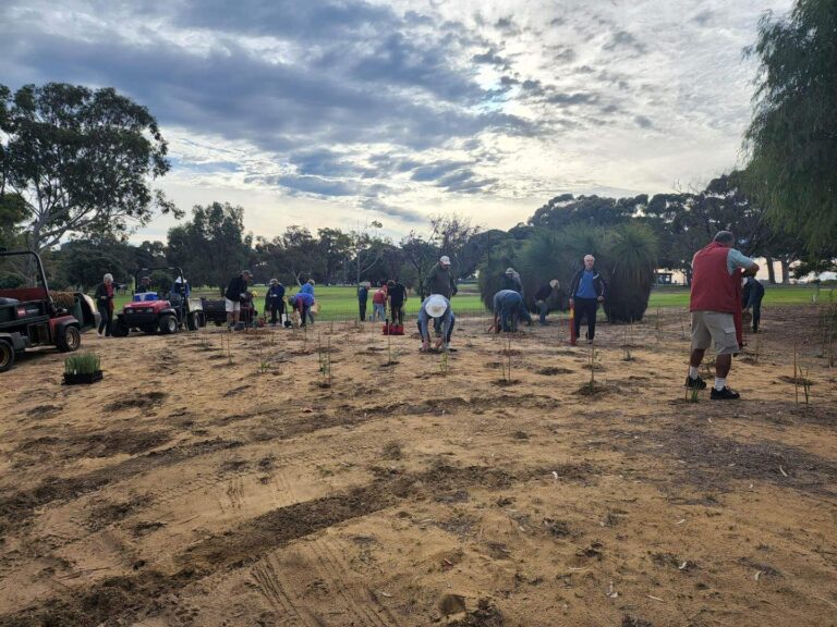 Perth golf club plants thousands of natives: is it enough? - Quenda ...