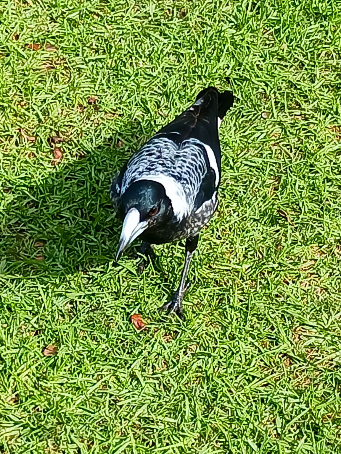 Officials dodge questions on mystery magpie paralysis syndrome - Quenda ...