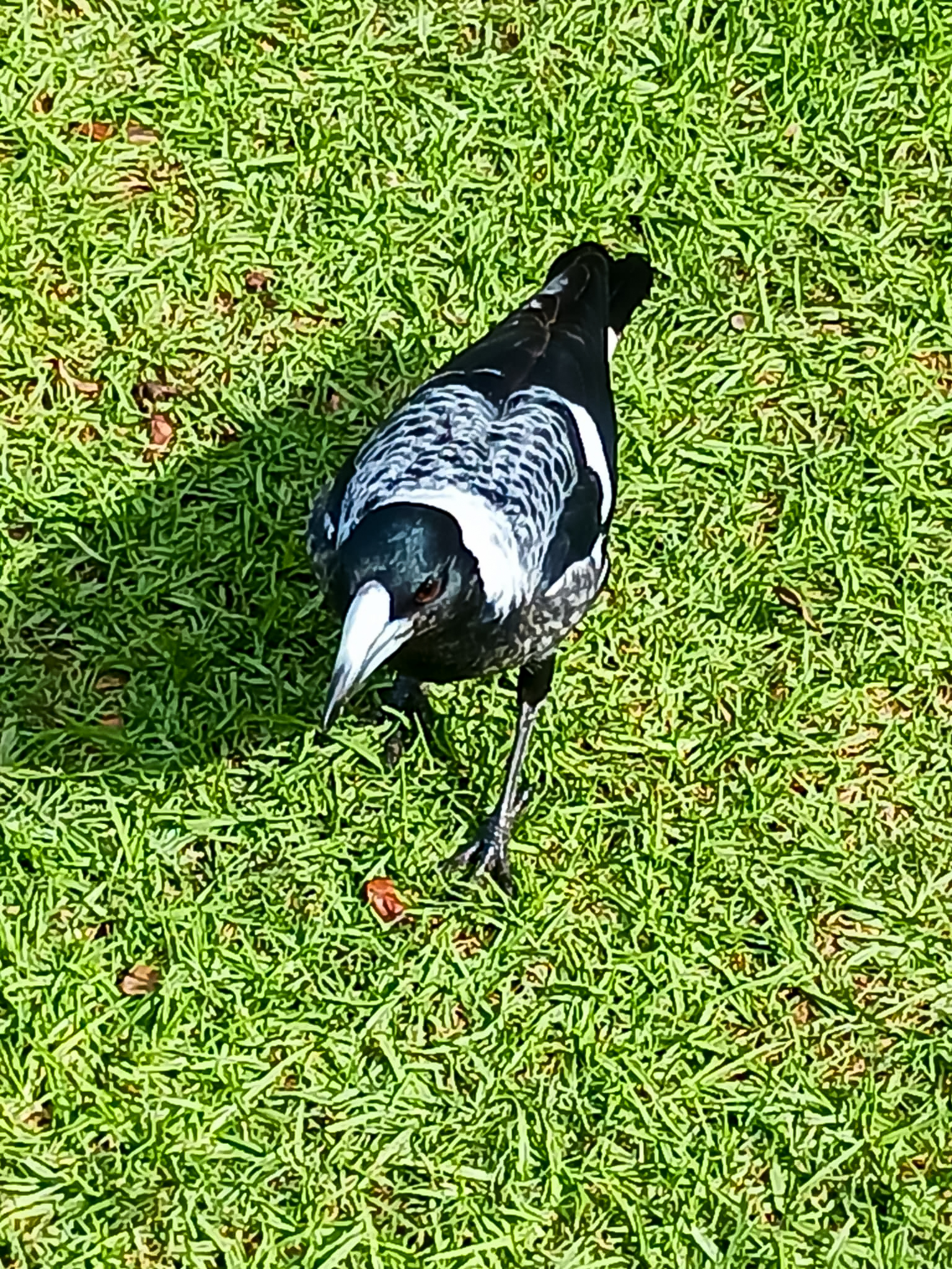 Officials dodge questions on mystery magpie paralysis syndrome - Quenda ...
